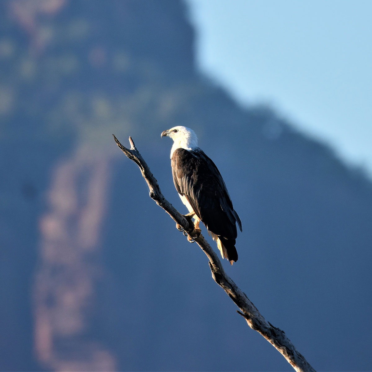 Fact - Ngarrabullgan